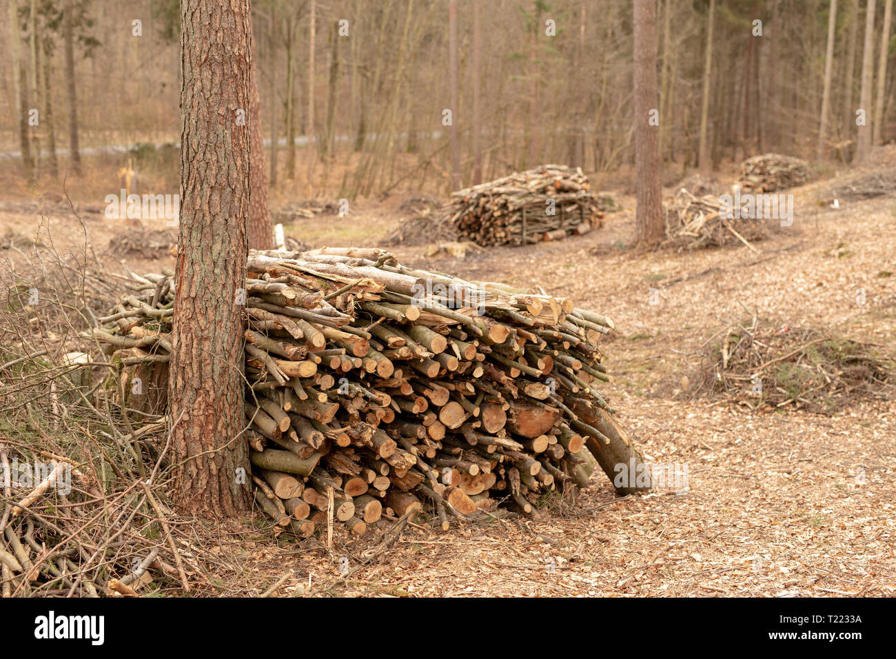 A pile of wood in the forest. Wood prepared for export. Season of the ...