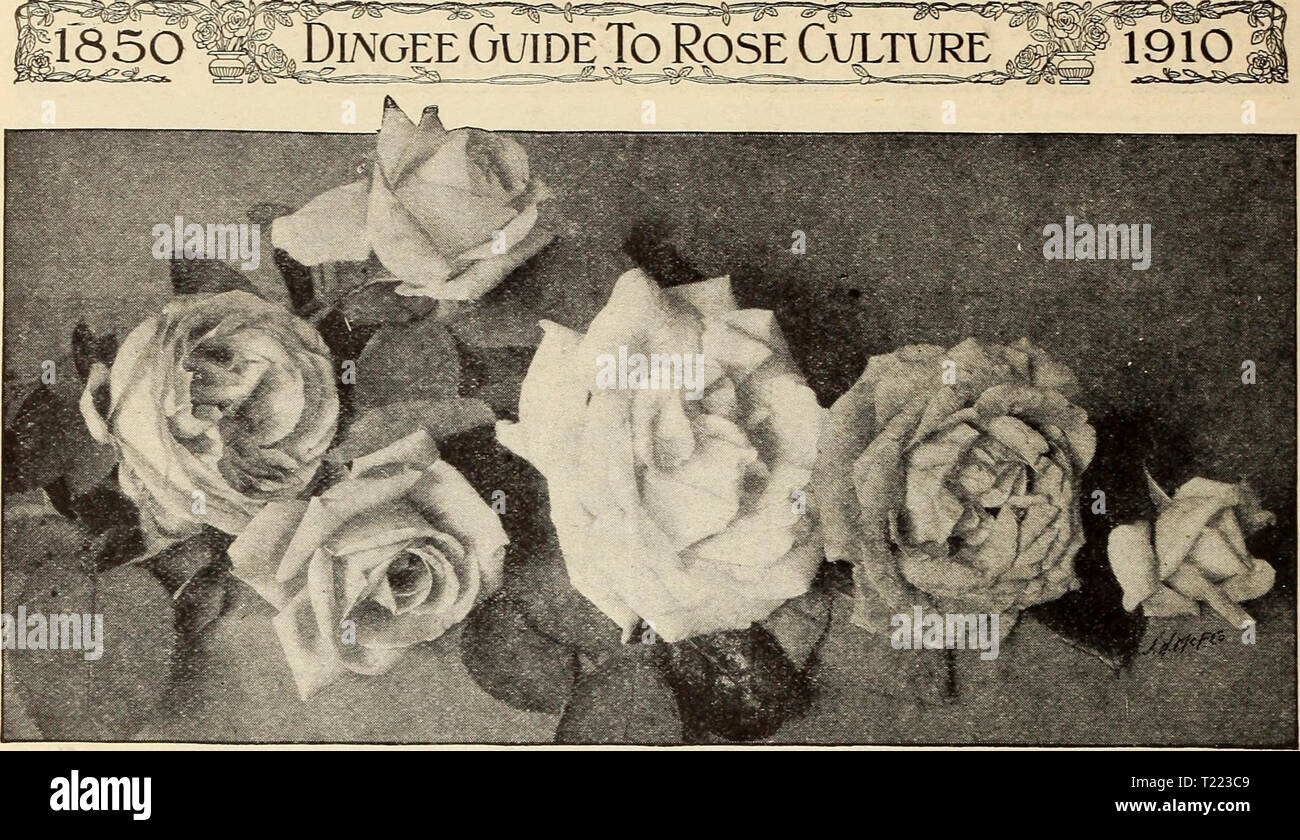 Archive image from page 43 of Dingee guide to rose culture Stock Photo ...