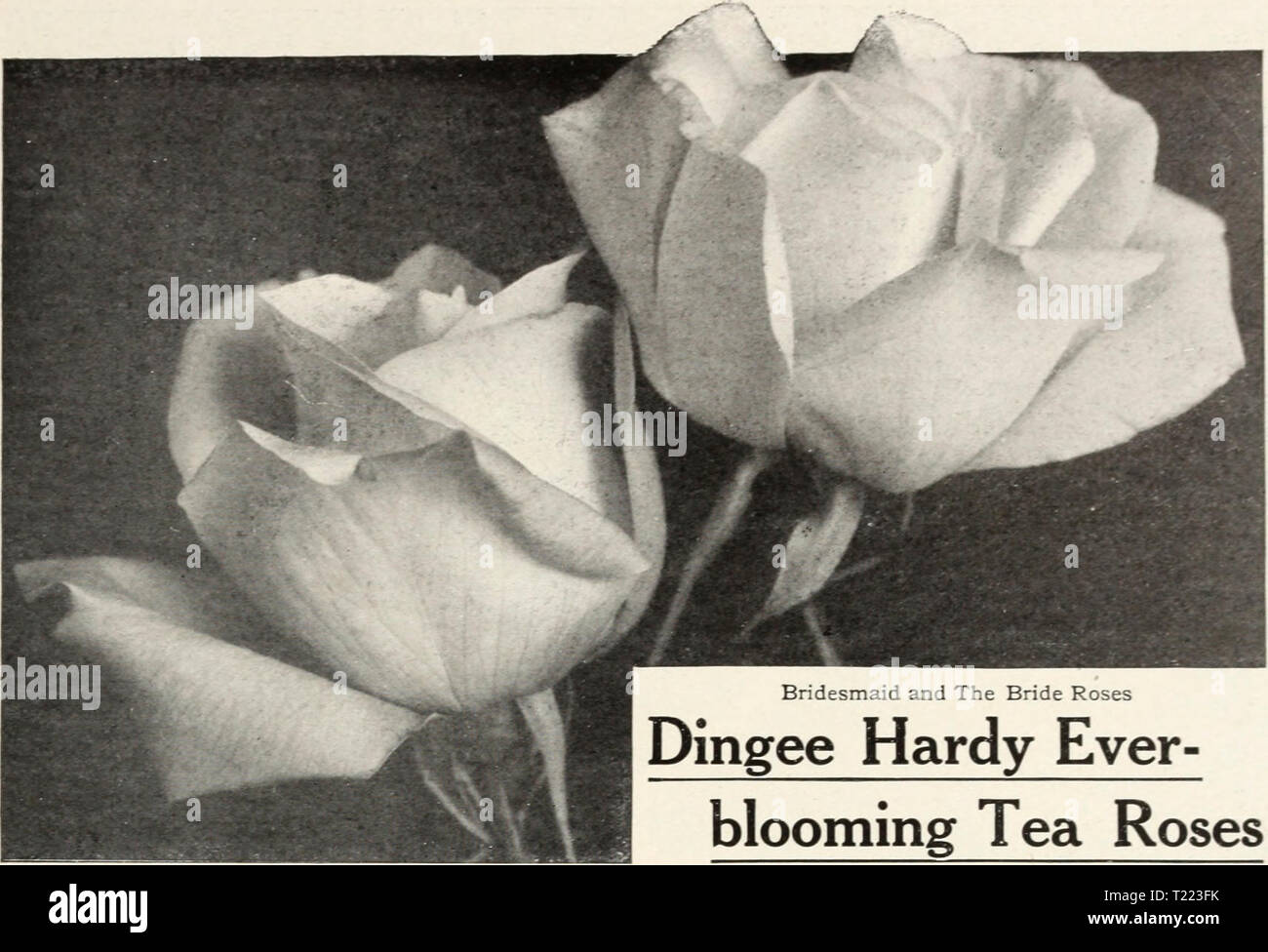 Archive image from page 44 of Dingee guide to rose culture Stock Photo ...