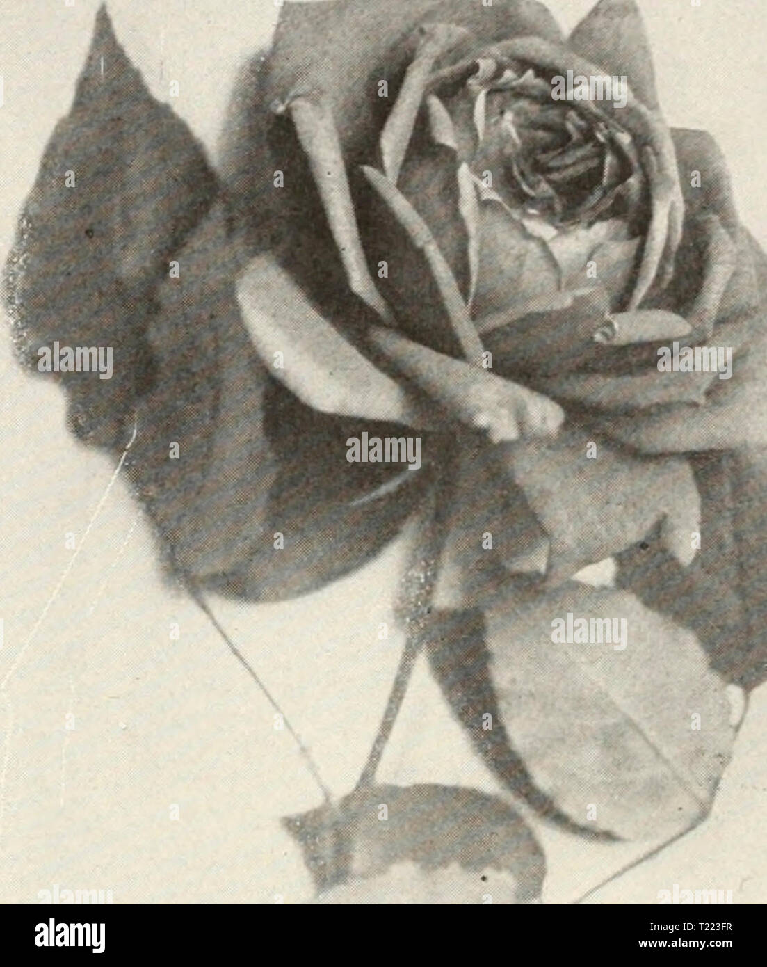 Archive image from page 44 of Dingee guide to rose culture Stock Photo ...