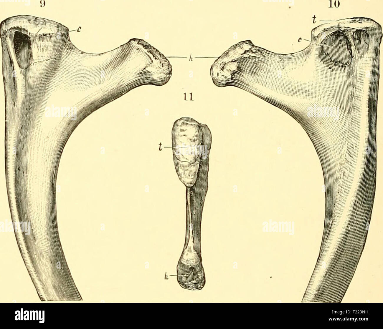 Archive image from page 45 of The dinosaurs of North America The ...