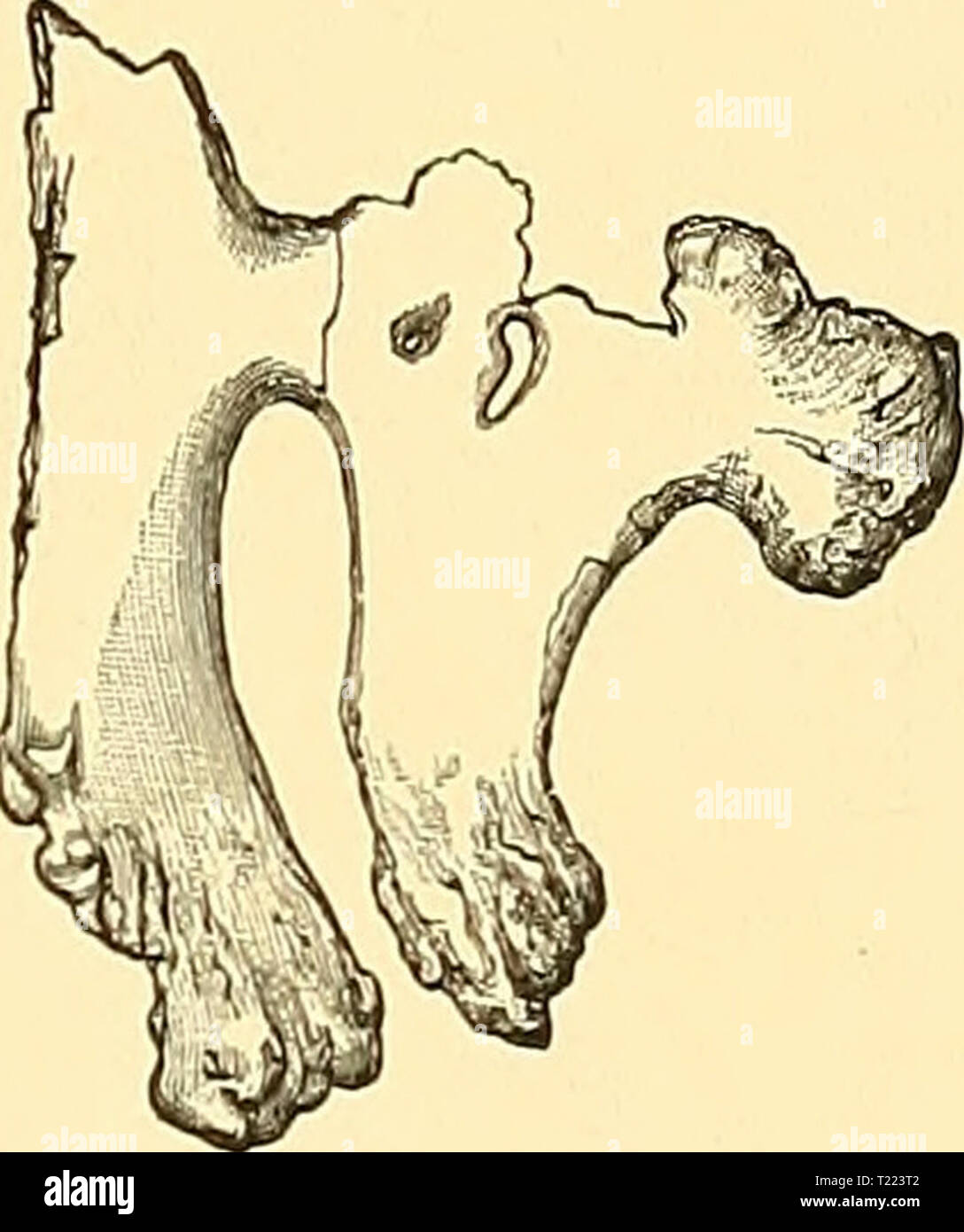 Archive image from page 46 of The dinosaurs of North America The ...