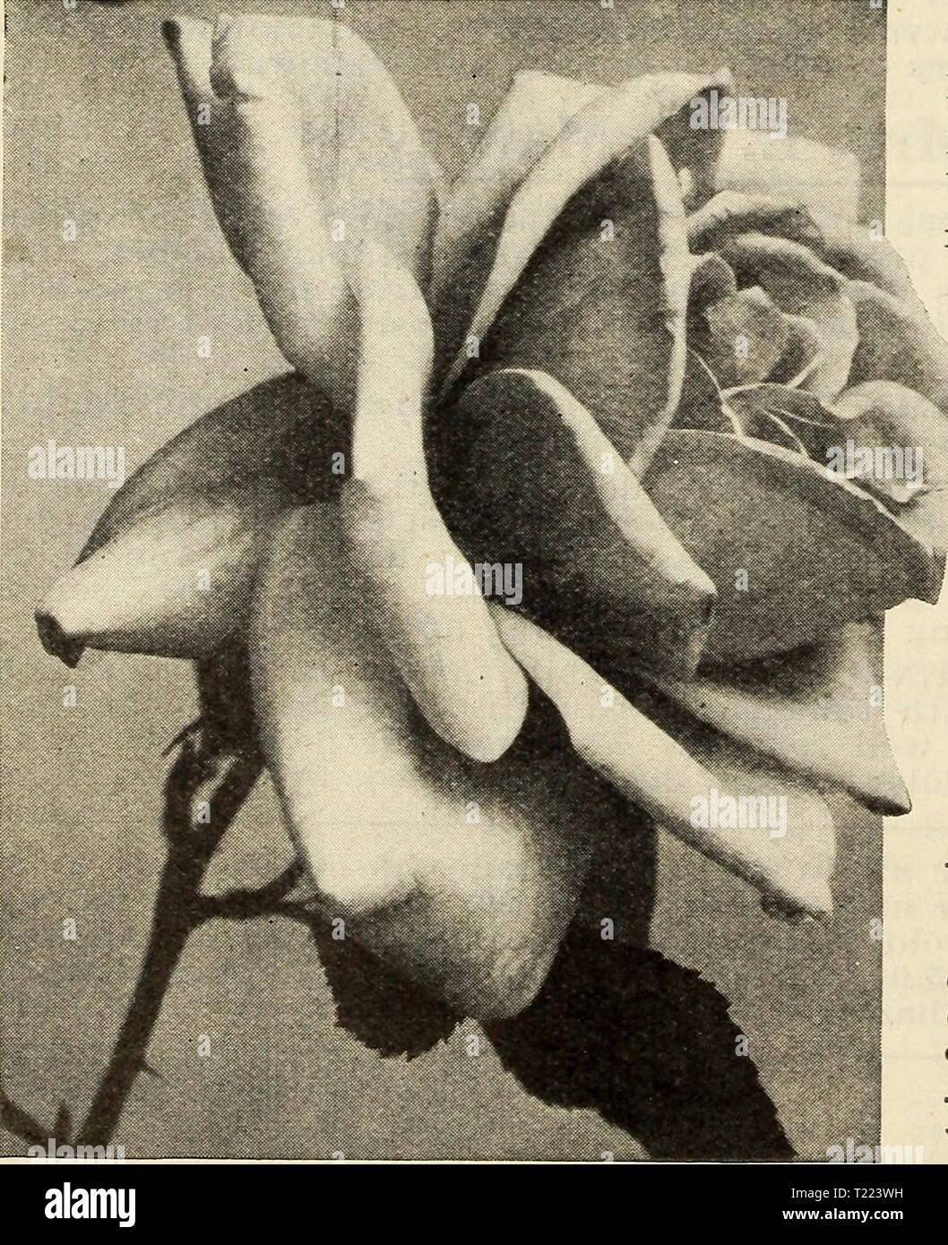 Archive image from page 47 of Dingee guide to rose culture Stock Photo ...