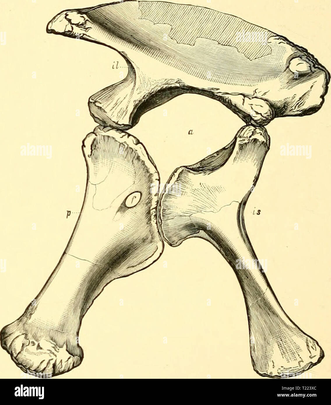 Archive image from page 47 of The dinosaurs of North America The ...