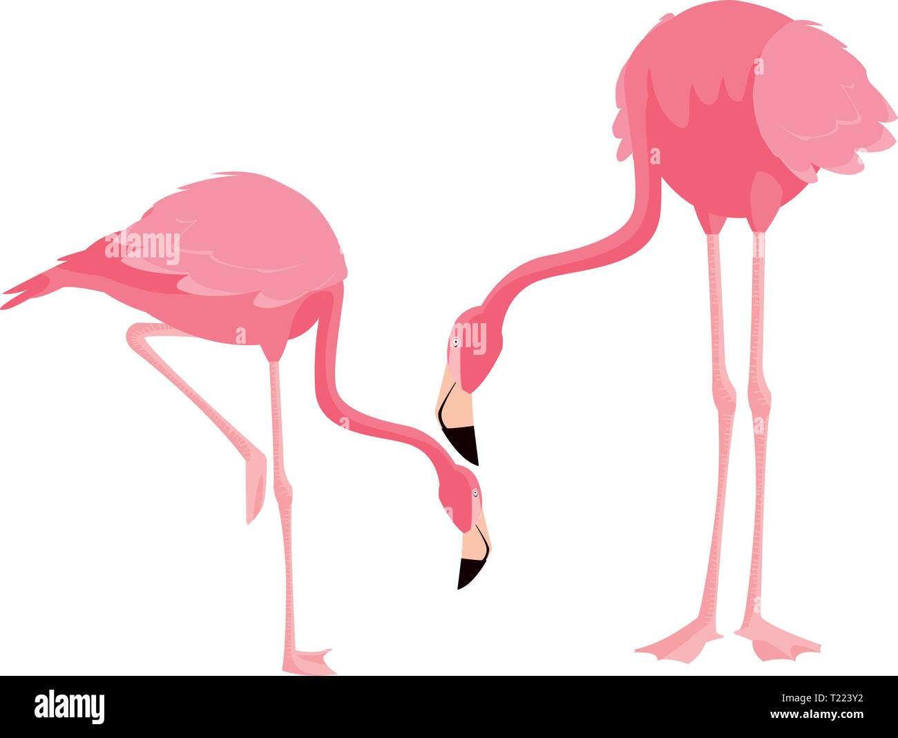 elegant flamingo birds couple vector illustration design Stock Vector ...