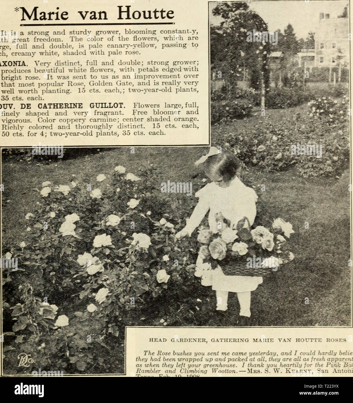Archive image from page 48 of Dingee guide to rose culture Stock Photo ...