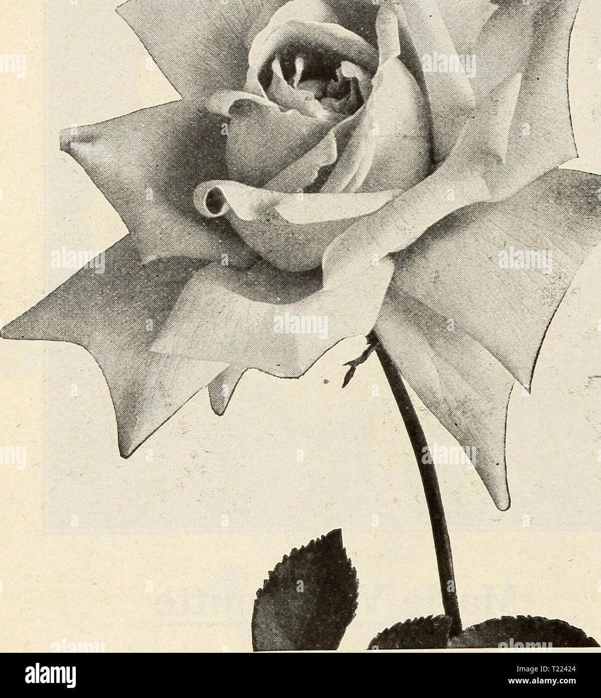 Archive image from page 49 of Dingee guide to rose culture Stock Photo ...