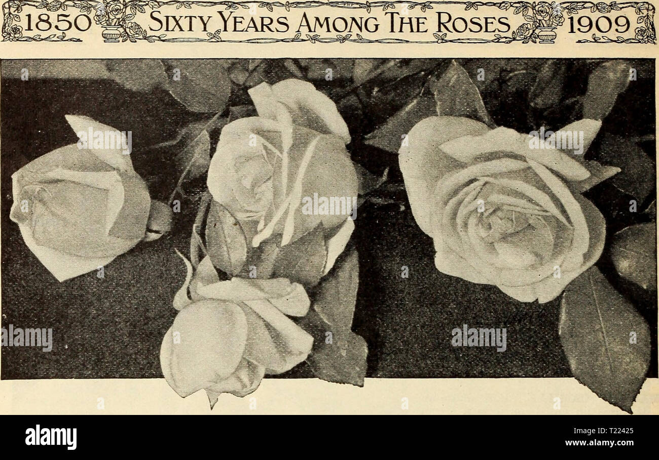 Archive image from page 49 of Dingee guide to rose culture Stock Photo ...