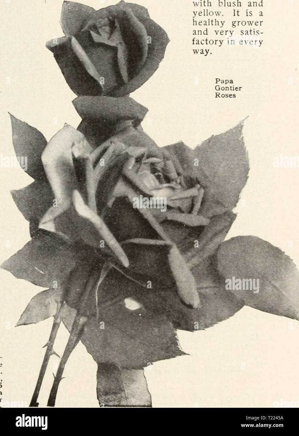 Archive image from page 50 of Dingee guide to rose culture Stock Photo ...