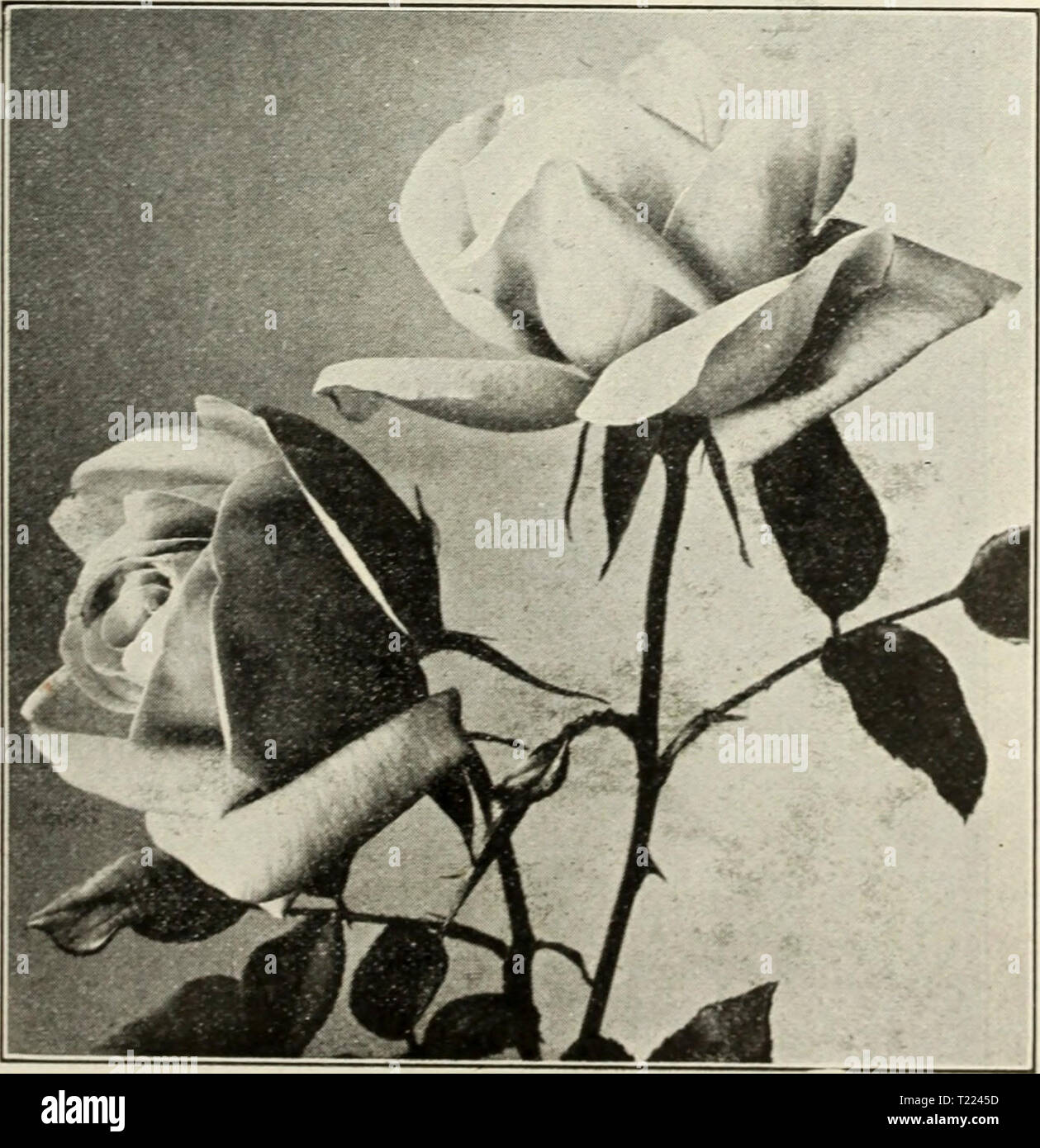 Safrano rose hi-res stock photography and images - Alamy