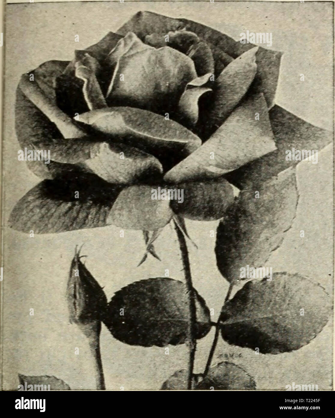 Archive image from page 50 of Dingee guide to rose culture Stock Photo ...