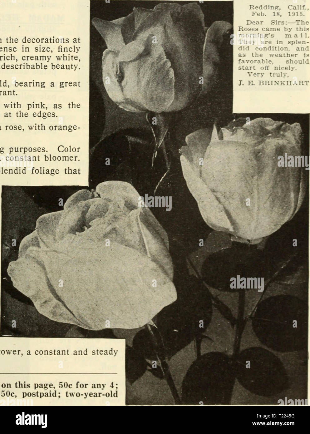Archive image from page 50 of Dingee guide to rose culture Stock Photo ...
