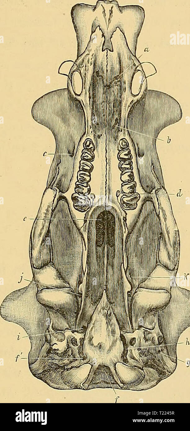 Maxillary bones hi-res stock photography and images - Alamy