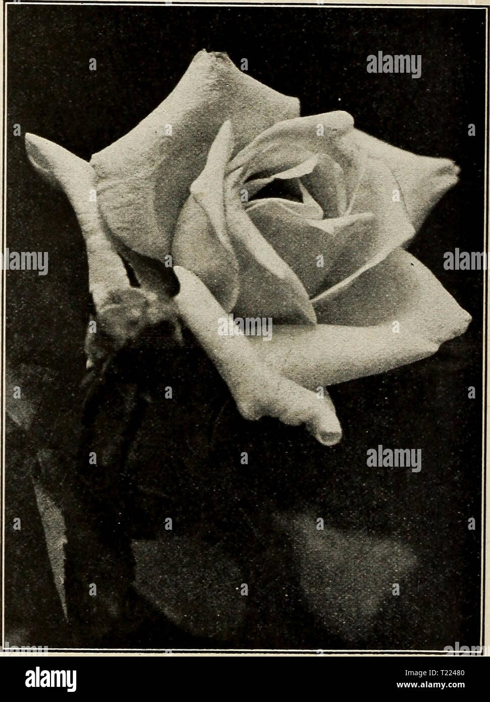 Archive image from page 51 of Dingee guide to rose culture Stock Photo ...