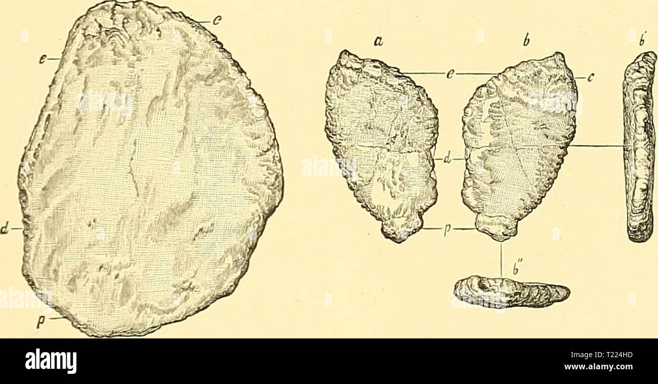 Archive image from page 54 of The dinosaurs of North America The ...