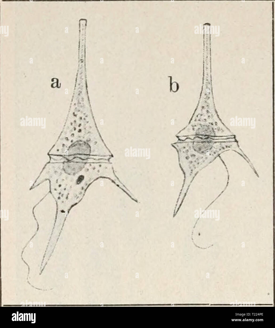 Ceratium Labeled