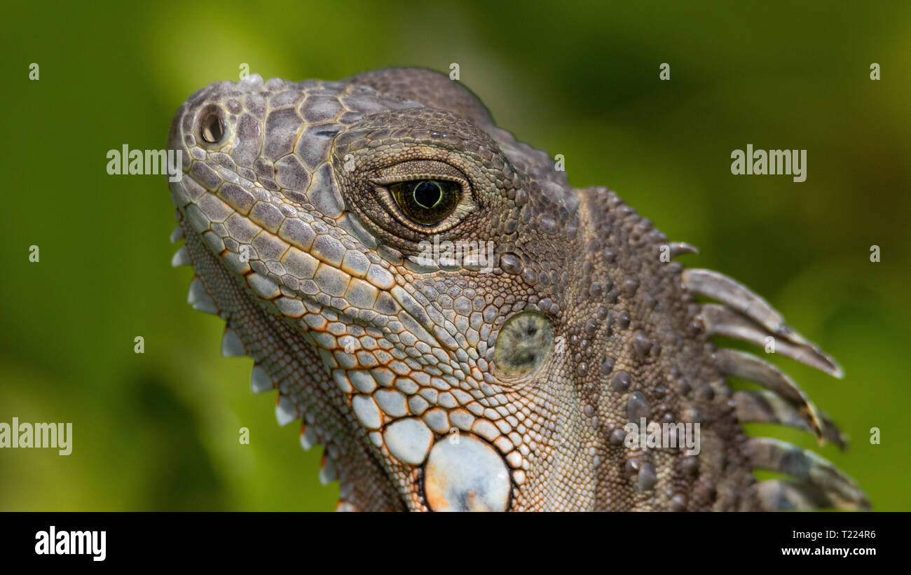 Iguana Florida Keys High Resolution Stock Photography and Images - Alamy