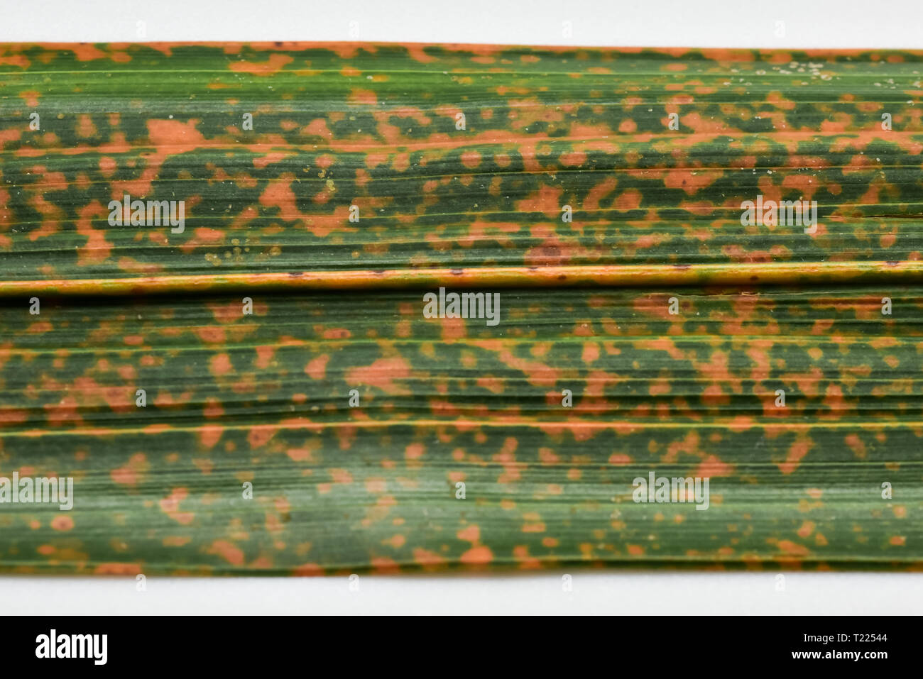 Coconut cadong-cadong viroid (CCCVd) causes the Lethal cadang-cadang ...