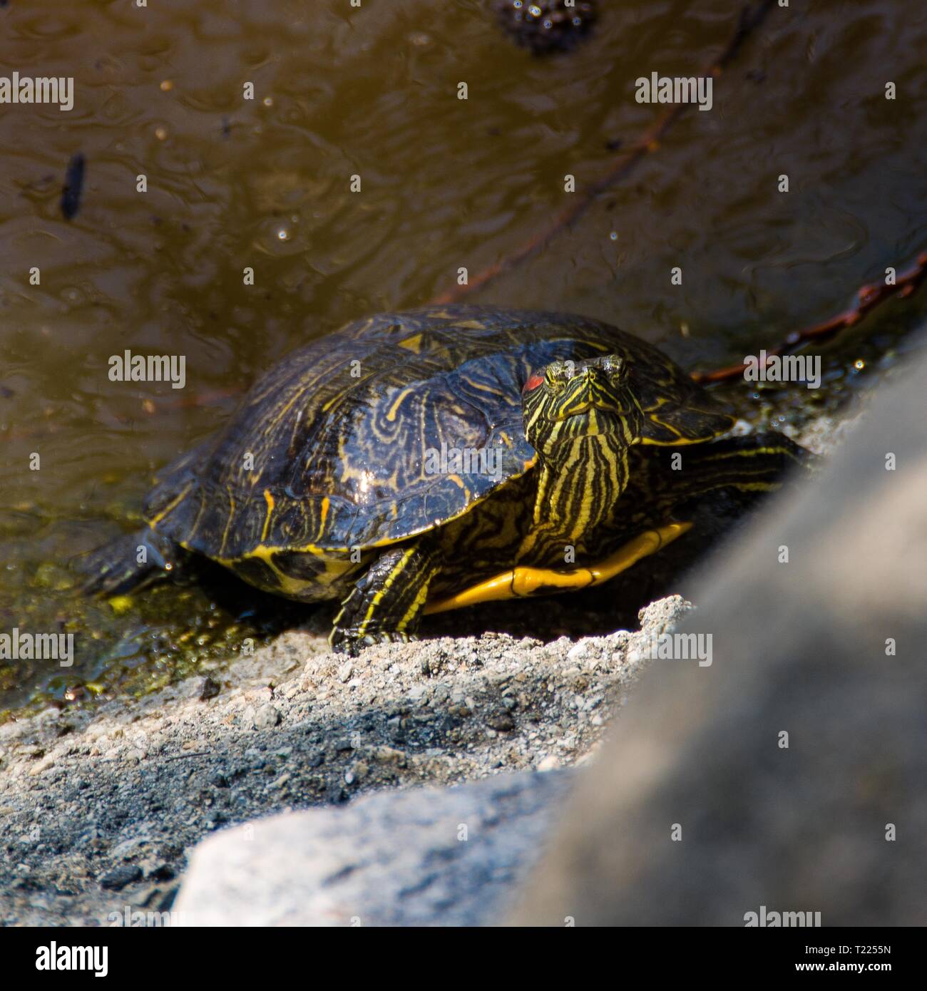 Chelonians hi-res stock photography and images - Alamy