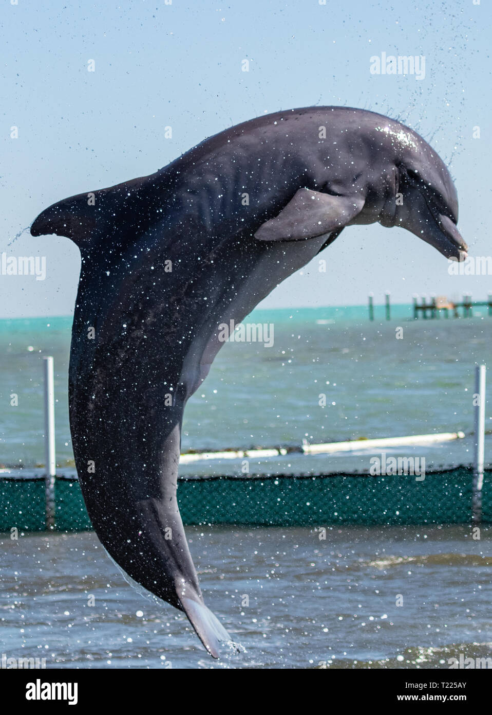 Dolphin research hi-res stock photography and images - Alamy