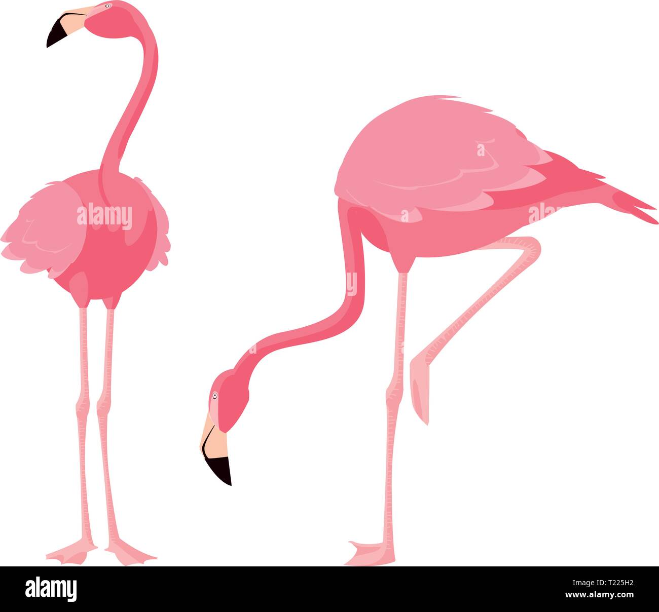 elegant flamingo birds couple vector illustration design Stock Vector ...