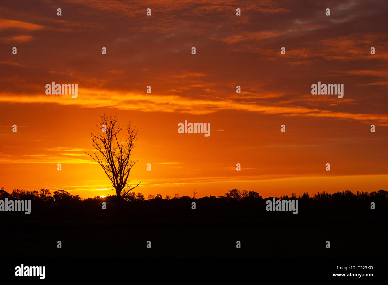Boab trees sunset outback australia hi-res stock photography and images ...