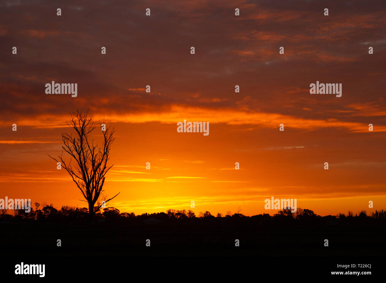 Boab trees sunset outback australia hi-res stock photography and images ...