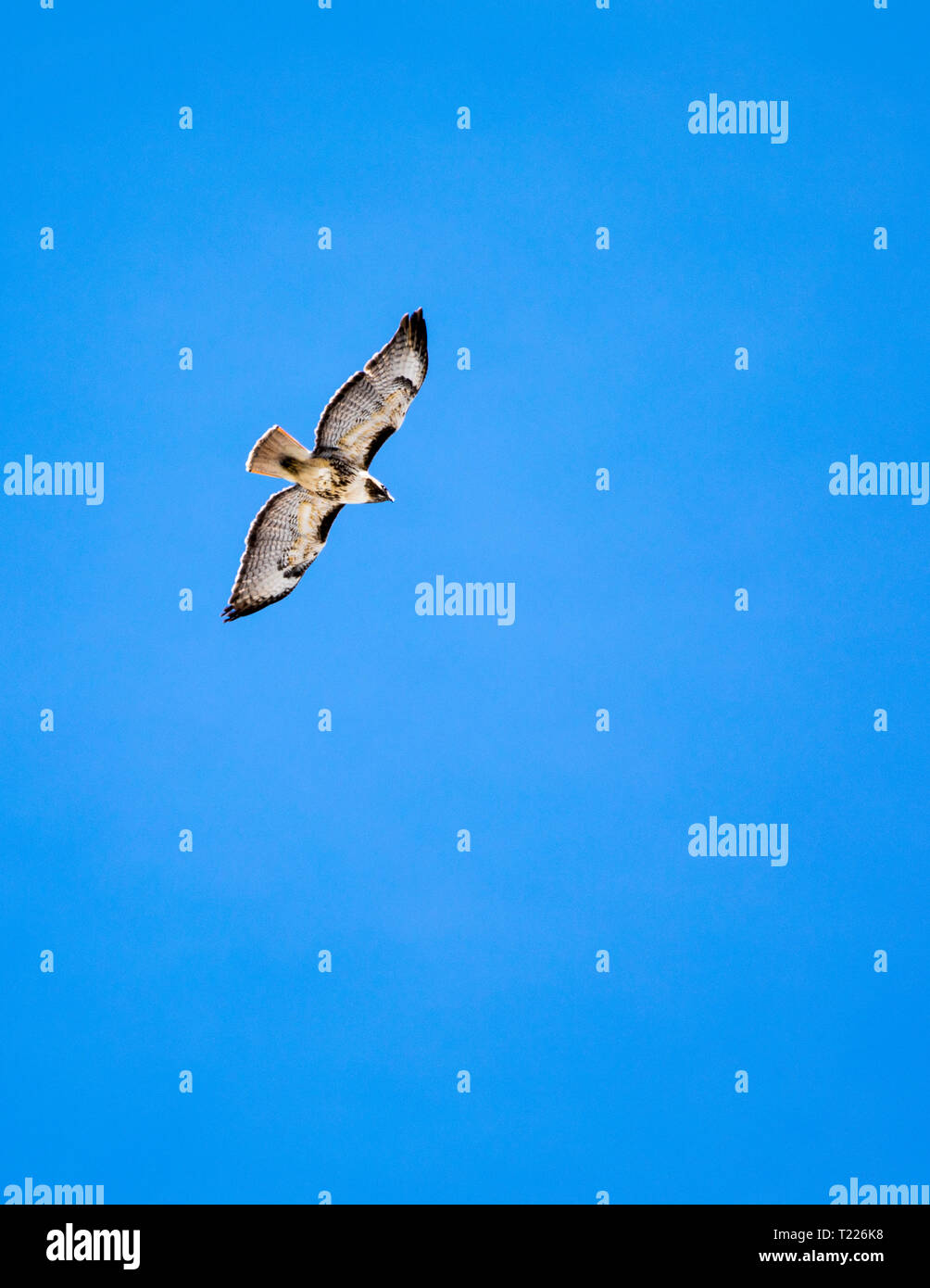 Canadian hawk hi-res stock photography and images - Alamy