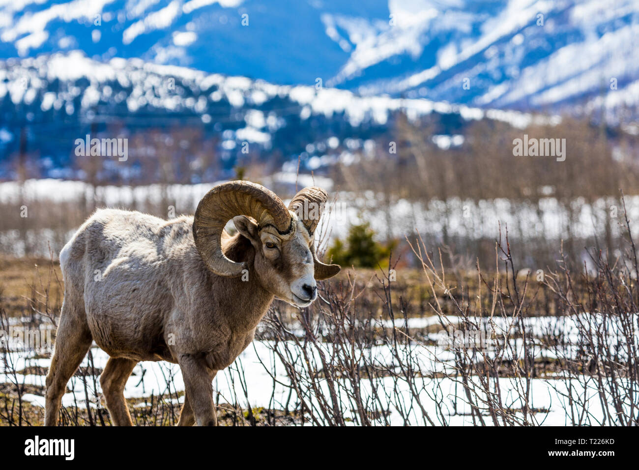 Sheep winter birds hi-res stock photography and images - Alamy
