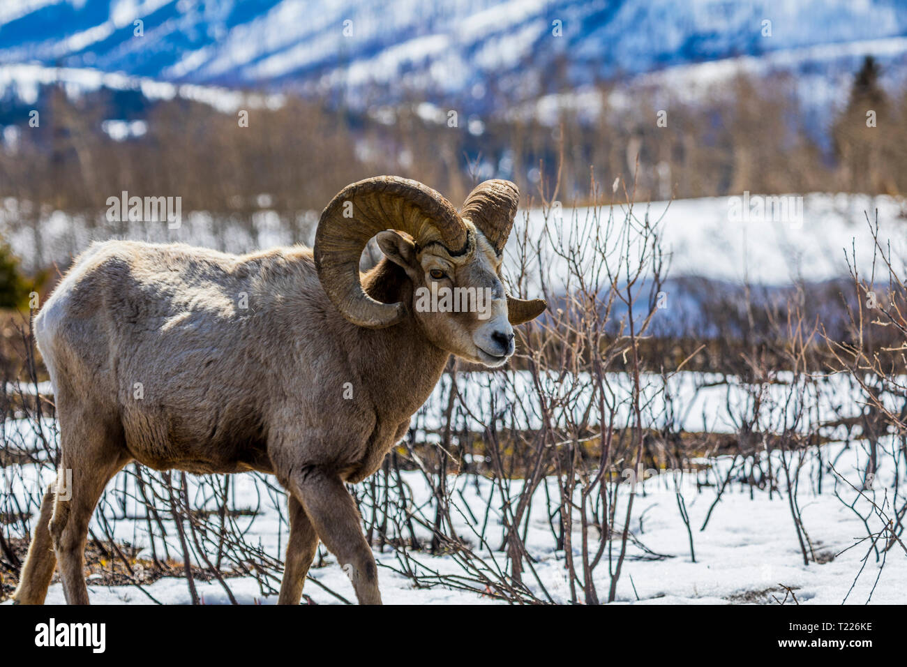 Sheep winter birds hi-res stock photography and images - Alamy