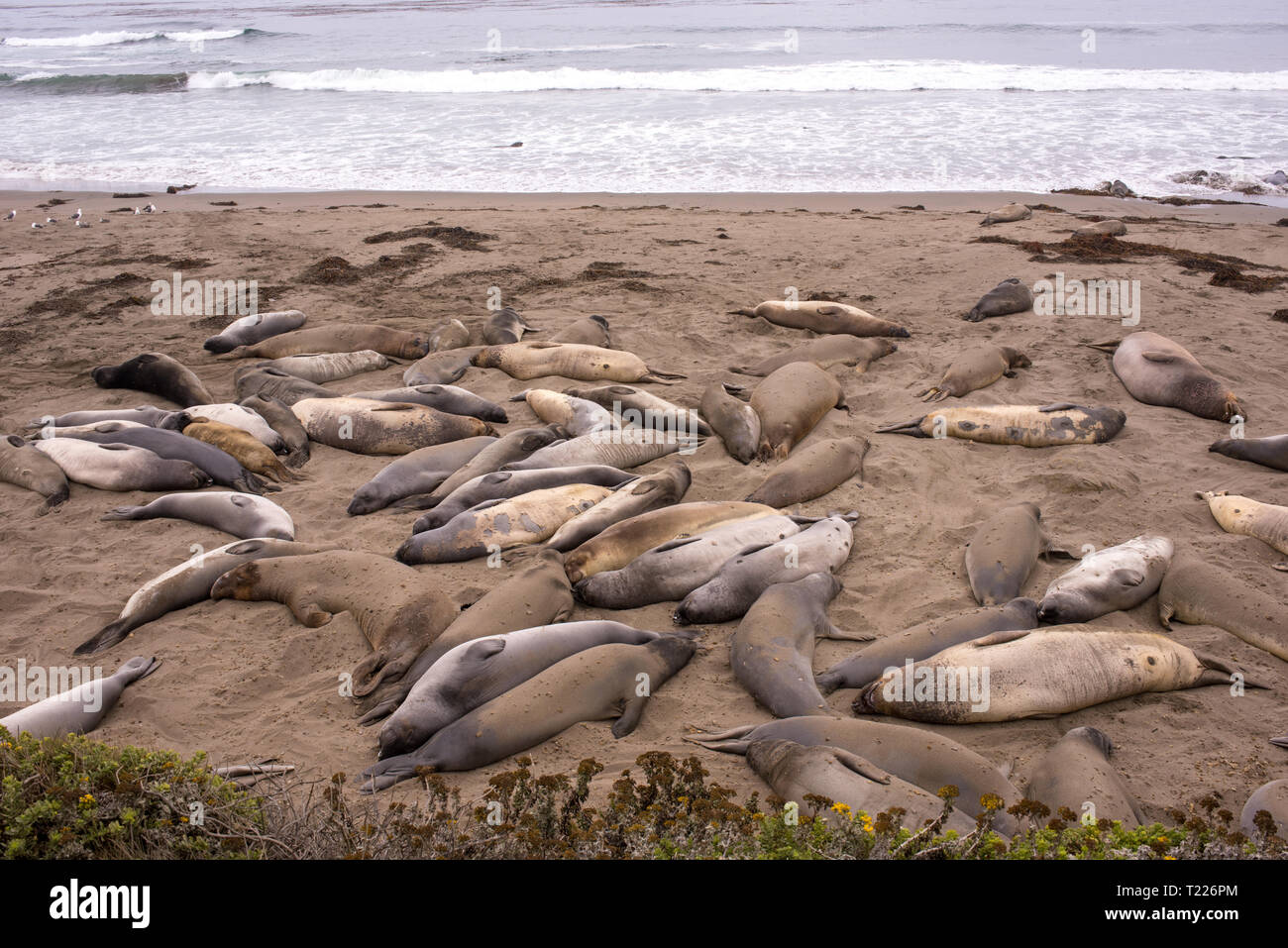 The Piedras Blancas Elephant Seal rookery, on the central California ...