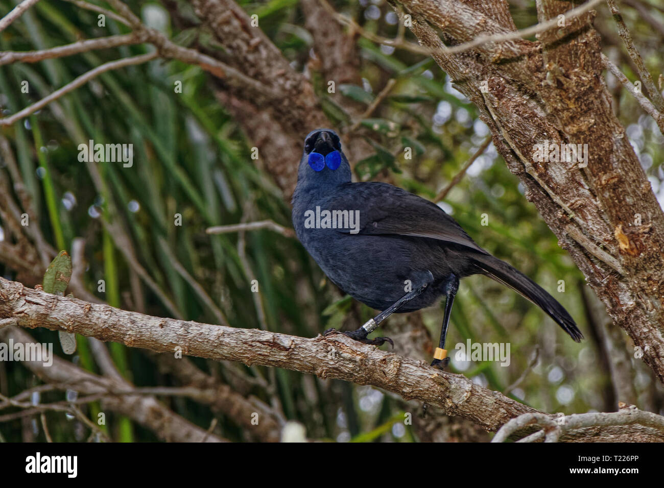 Wattled crow tiri matangi new zealand bird hi-res stock photography and ...