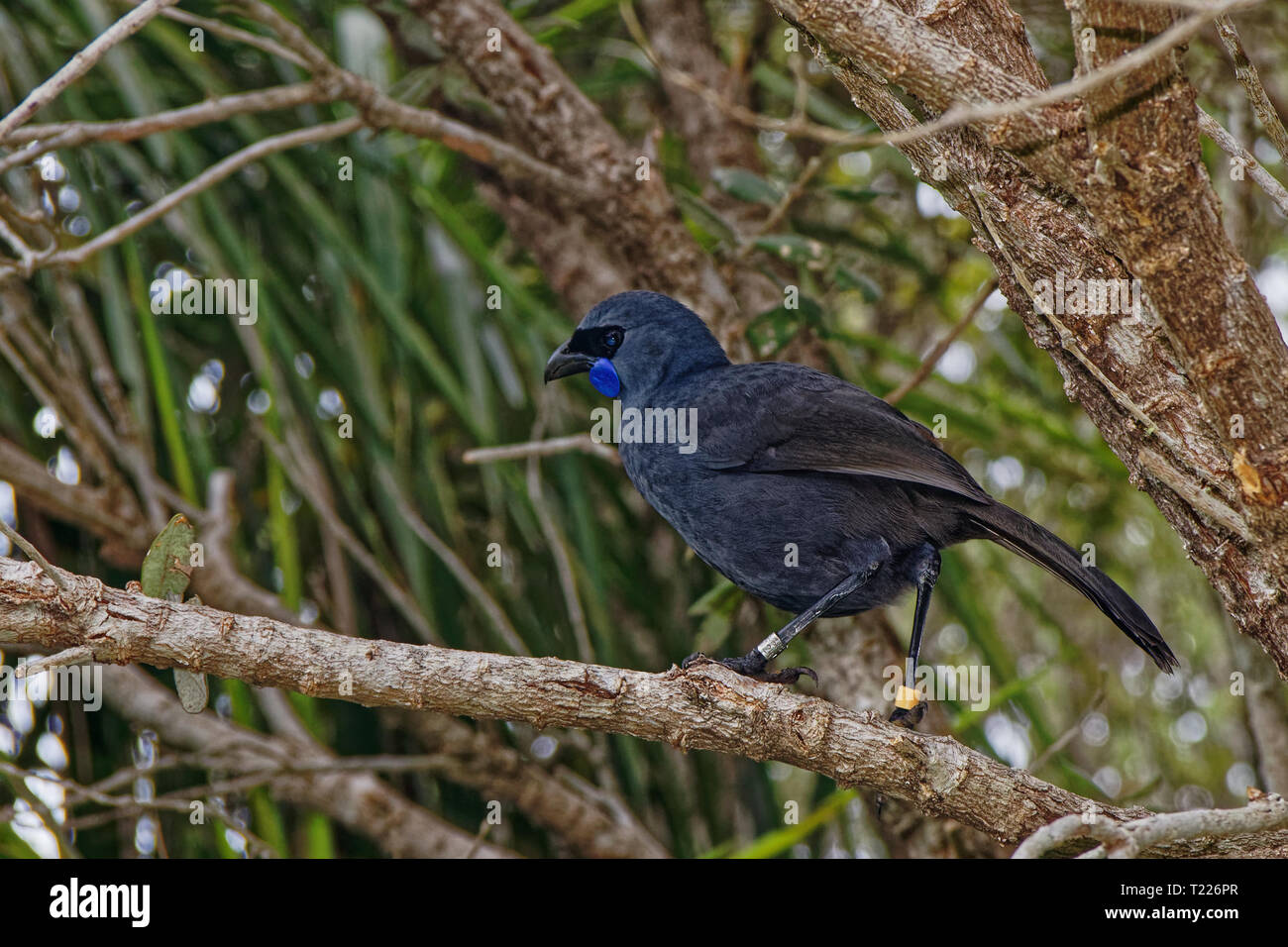 North Island kōkako, Tiritiri Matangi Island open nature reserve, New ...