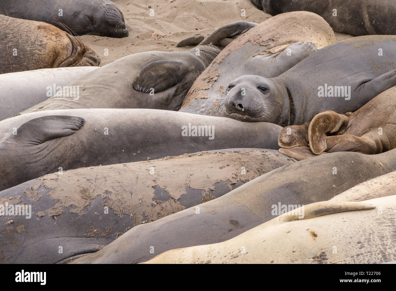 The Piedras Blancas Elephant Seal rookery, on the central California ...