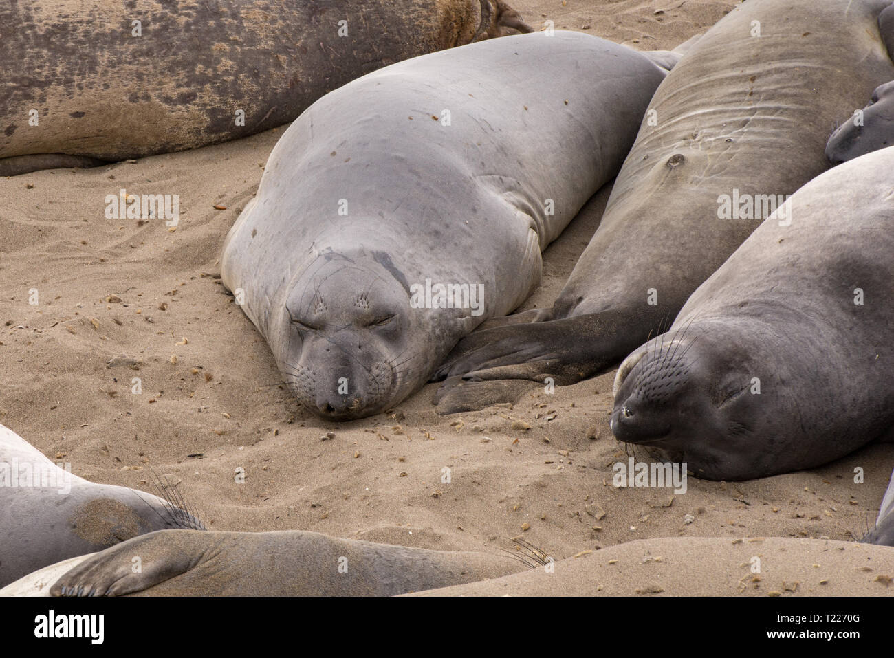 The Piedras Blancas Elephant Seal rookery, on the central California ...