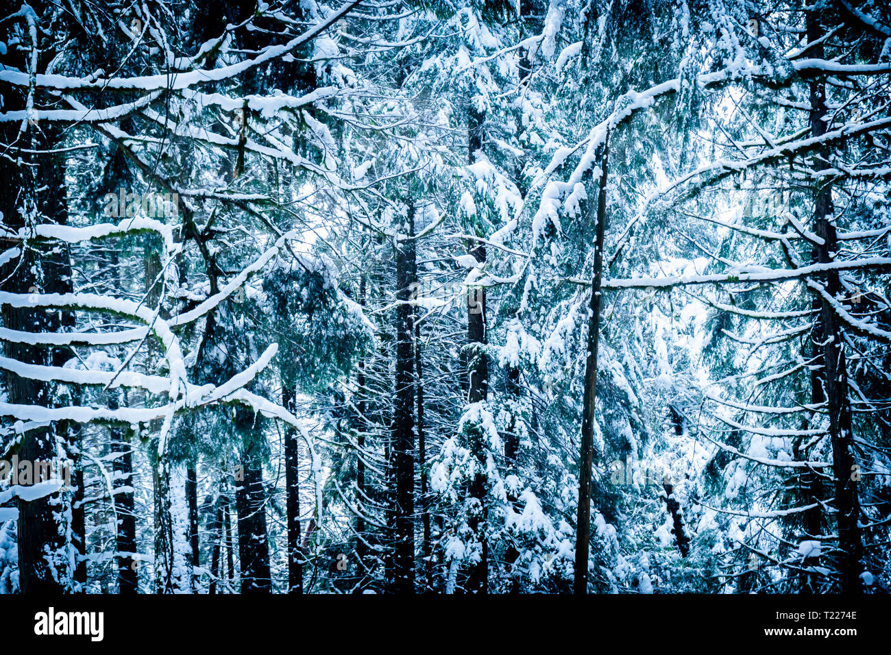 High contrast, dark and bright snowy forest with branches, bare trees ...