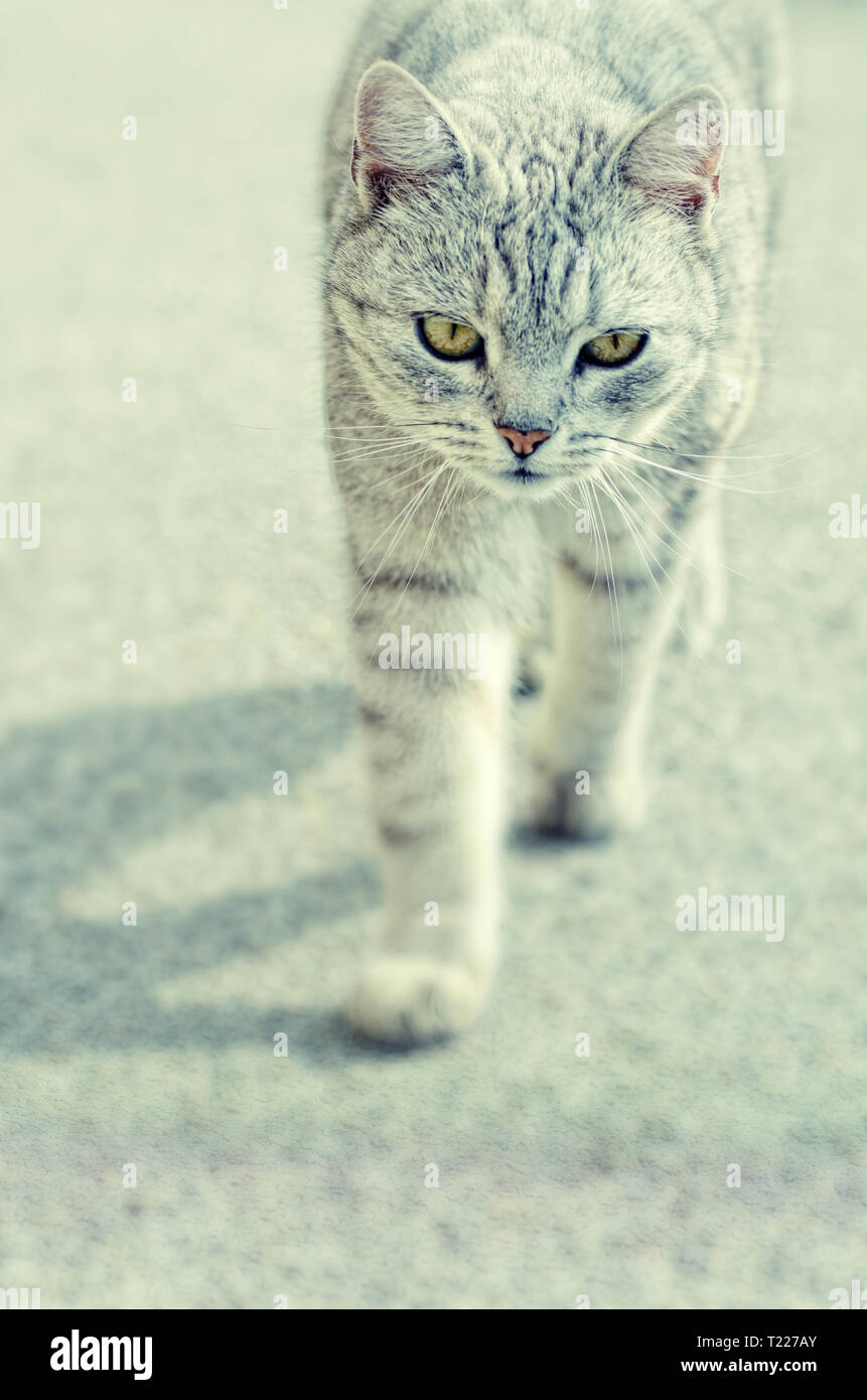 Walking cat hi-res stock photography and images - Alamy