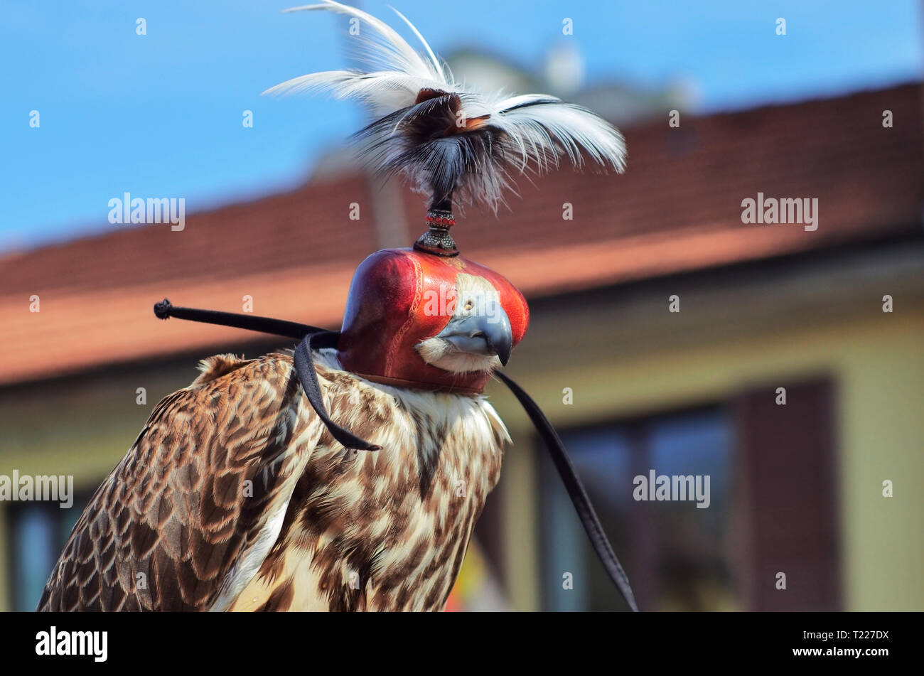 Leather hood hi-res stock photography and images - Alamy