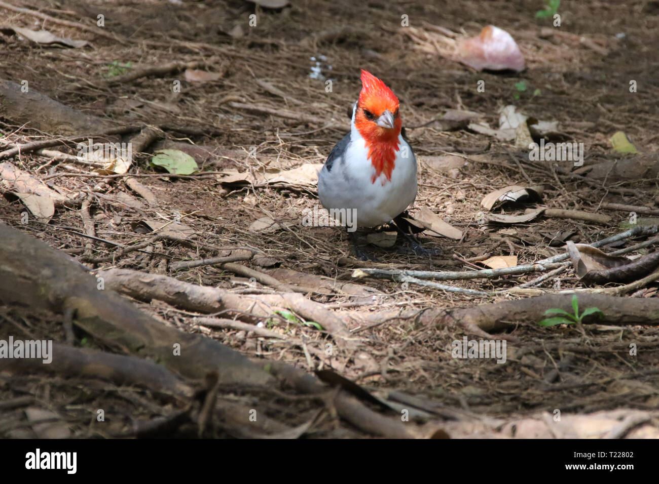 Red Crested Cardinal, Oahu, Hawaii Stock Photo - Alamy