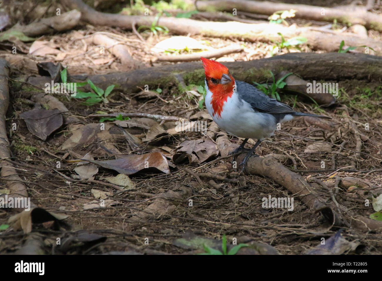 Red Crested Cardinal, Oahu, Hawaii Stock Photo - Alamy