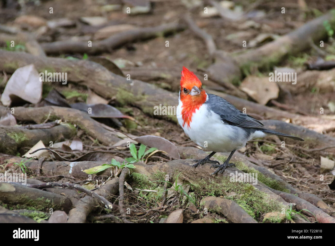 Red Crested Cardinal, Oahu, Hawaii Stock Photo - Alamy