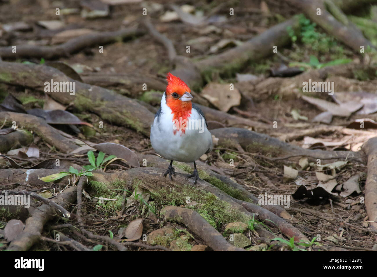 Red Crested Cardinal, Oahu, Hawaii Stock Photo - Alamy
