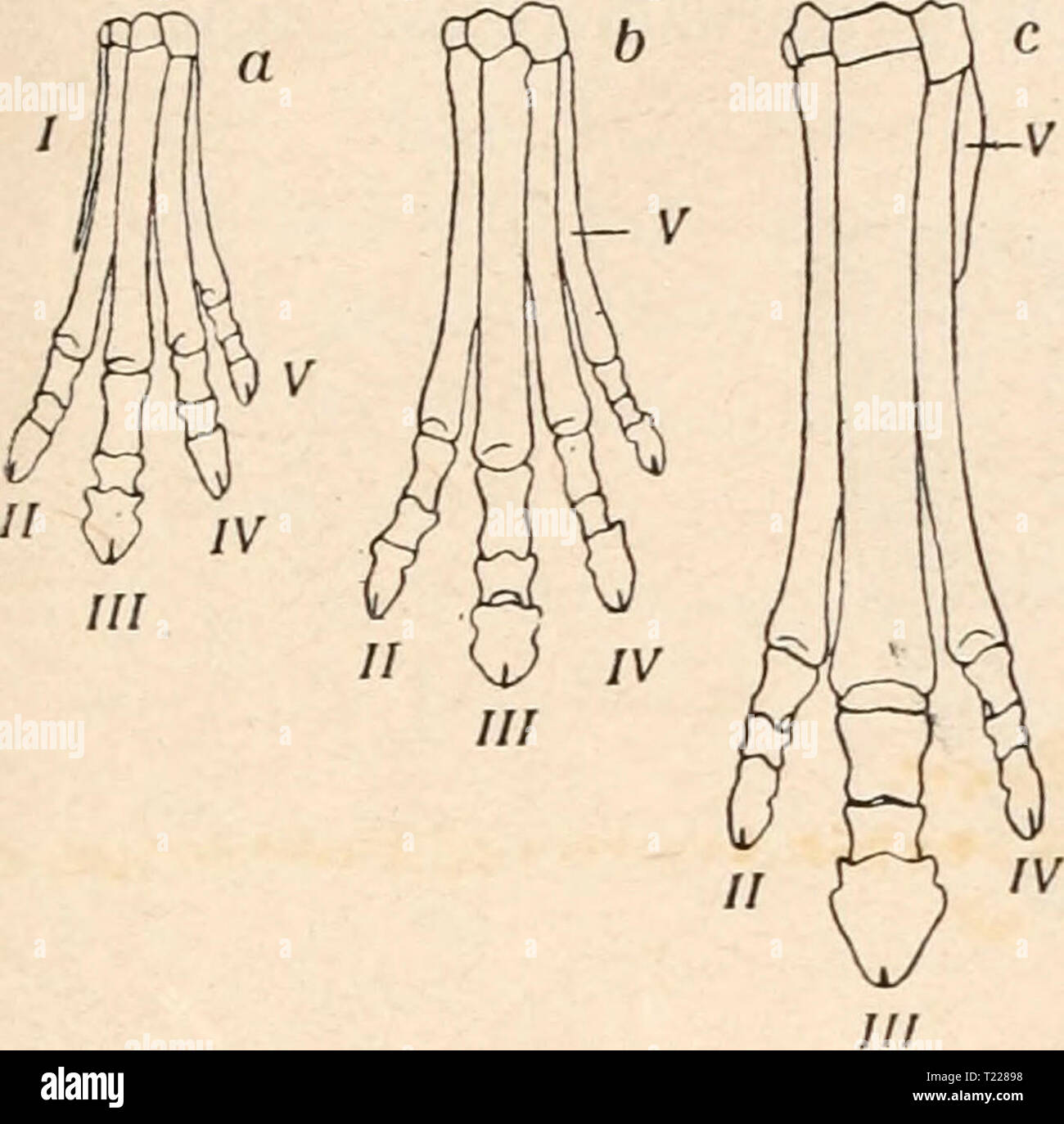 Parahippus hi-res stock photography and images - Alamy