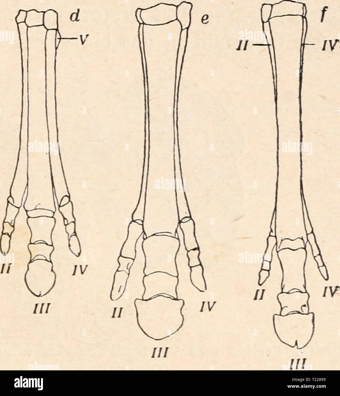 Hypohippus hi-res stock photography and images - Alamy
