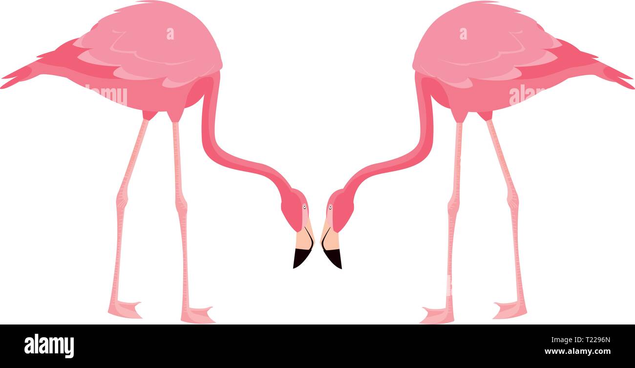 elegant flamingo birds couple vector illustration design Stock Vector ...