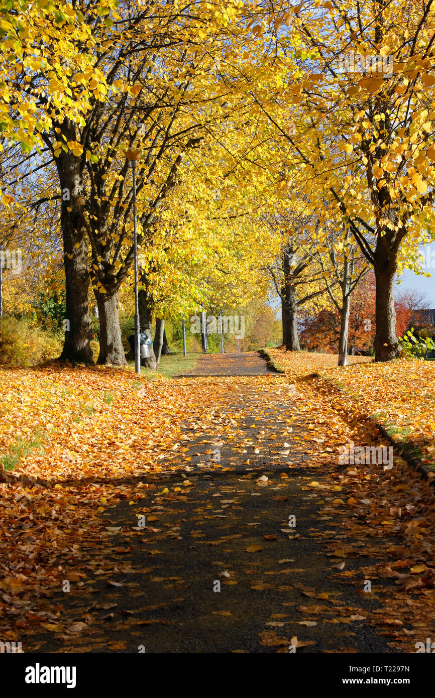 Foliage walkway hi-res stock photography and images - Alamy