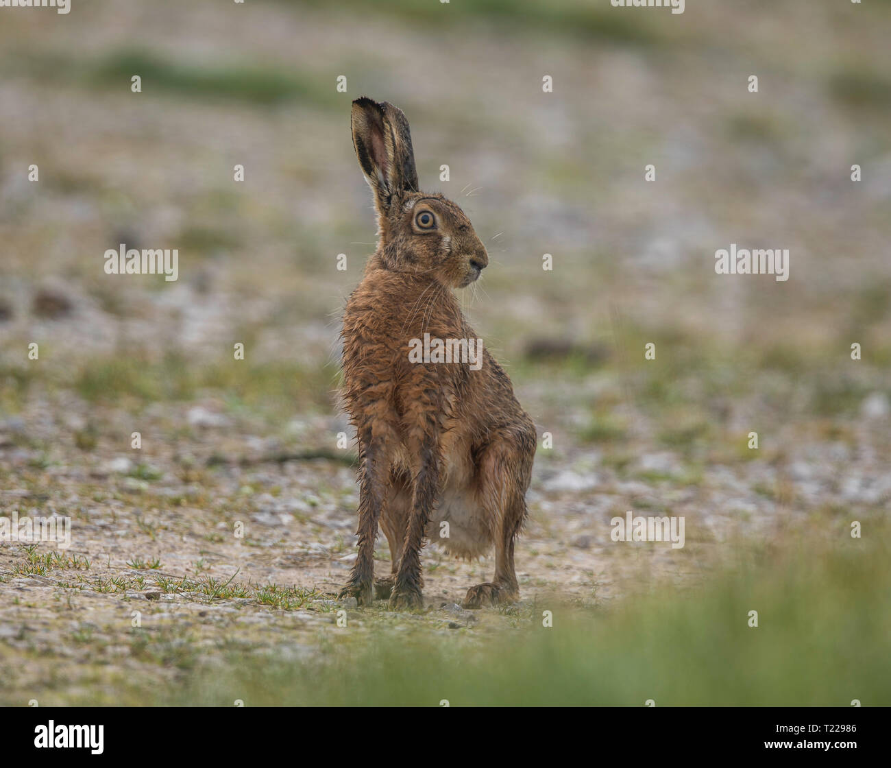 Nature rabbit warrens hi-res stock photography and images - Alamy