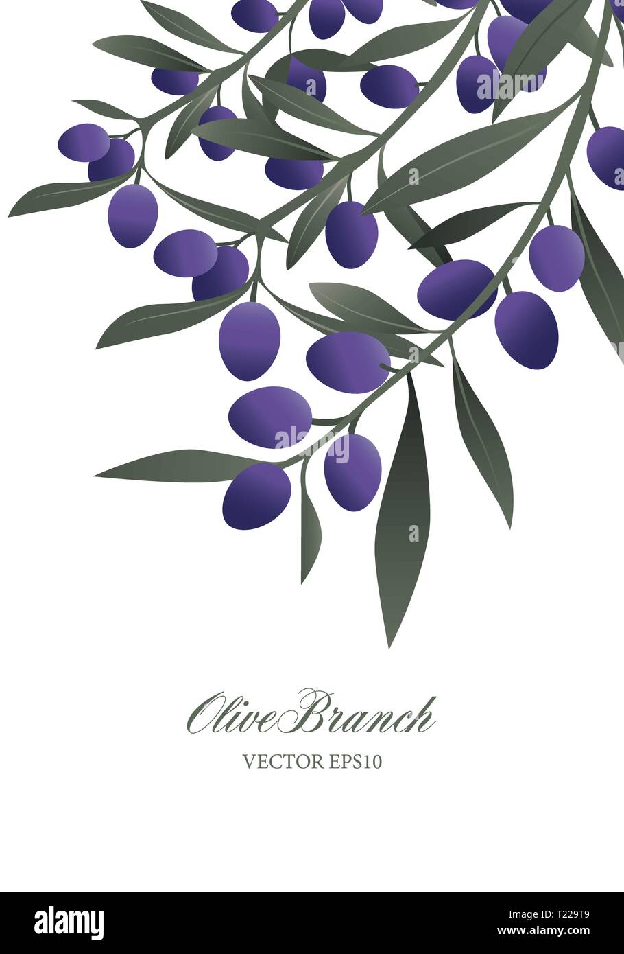 Olive branches and purple olives isolated on white background. Vector ...