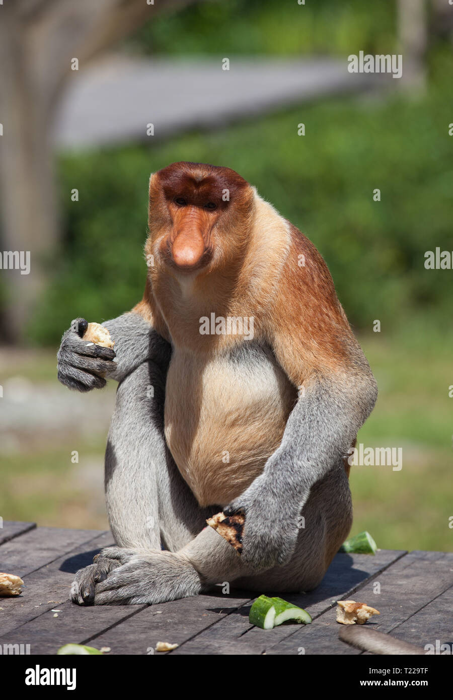 Proboscis monkey fingers hi-res stock photography and images - Alamy