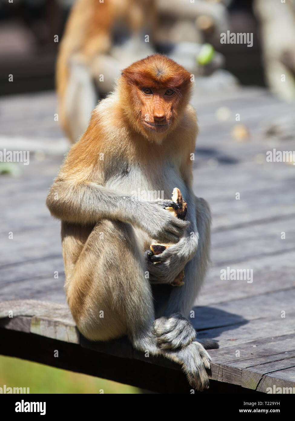 Proboscis monkey fingers hi-res stock photography and images - Alamy